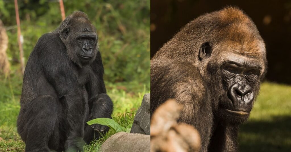 Types of Gorillas: Unveiling Nature’s Powerful Giants
